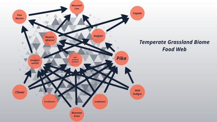 Grassland Biome Food Web by gabrielle travis on Prezi