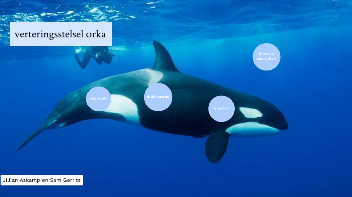 spijsverteringsstelsel orka. by Sam Gerrits on Prezi