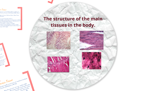 The structure of the main tissues in the body by Kayleigh Chester on Prezi