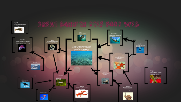 Great Barrier Reef Food Web by Dee Fleming on Prezi