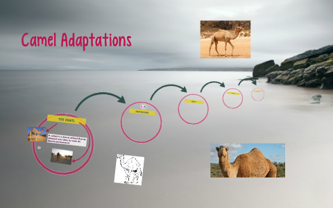 Camel Adaptation by Kaitlin Moore on Prezi