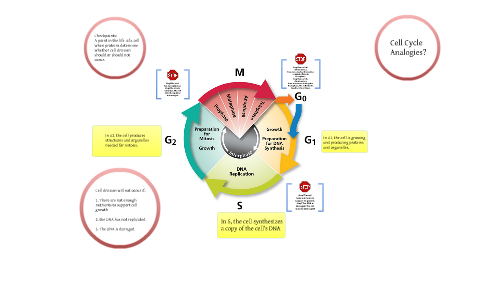The Cell Cycle by Laura Sardone on Prezi