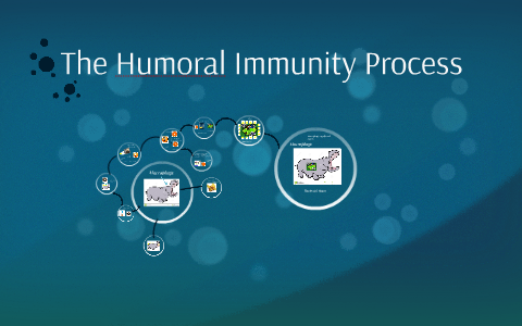 The Humoral Immunity Process by Sarah Garcia on Prezi