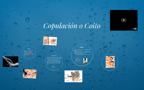 Copulación o Coito by KmiiLulii Collaguazo on Prezi