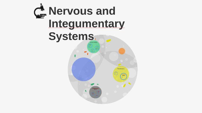 Nervous and Integumentary Systems by Juan Jimmy Lopez on Prezi