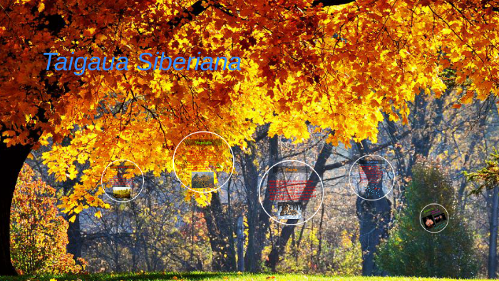 Despre taigaua Siberiana by Voiculet Vlad on Prezi