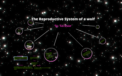 Reproductive System of Wolves by katherine penny on Prezi