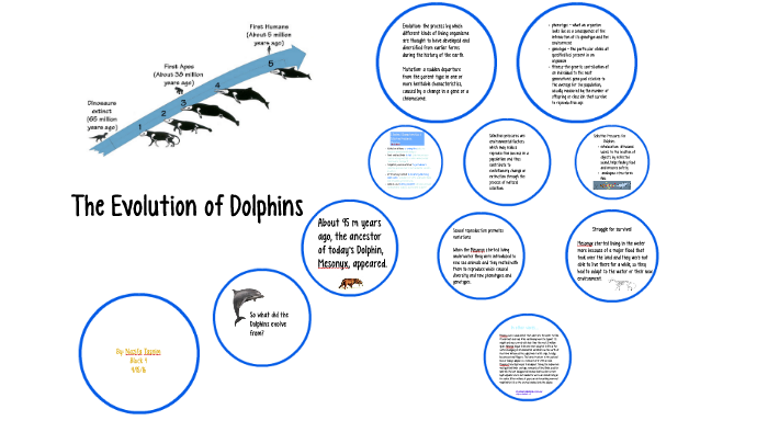 Evolution of the Dolphin by Nazifa Tasnim on Prezi