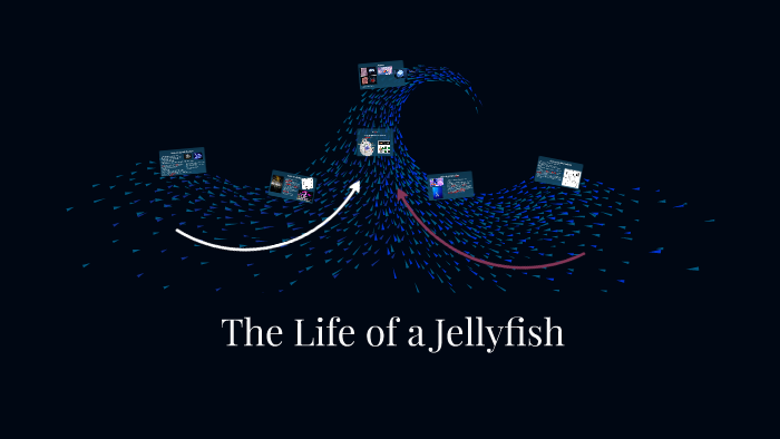 The Life of a Jellyfish by Modani Phung on Prezi