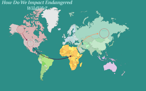 How Do We Impact Endangered Wildlife? by Madeleine Mullane on Prezi