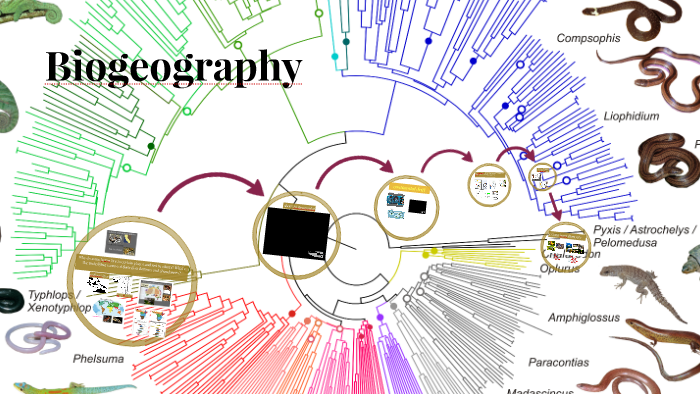 Biogeography of Amphibians and Reptiles by Jennifer Dever on Prezi