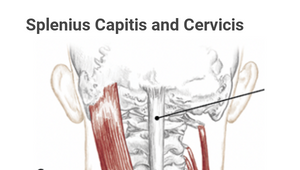 Splenius Capitis and Cervicis by McKinley Lillegraven on Prezi Design