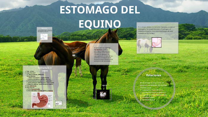 ESTOMAGO DEL EQUINO by noelia moreno on Prezi