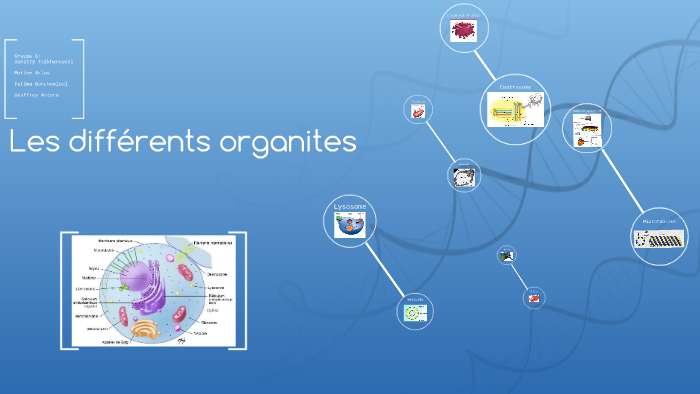 Les différents organites by Djo ARTERO on Prezi