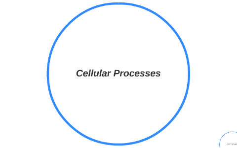 Cellular Processes by Trish Huynh