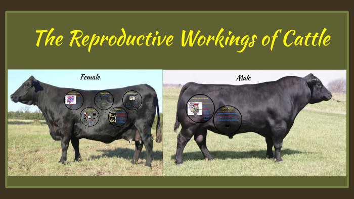 The Reproductive Workings of Cattle by Morgan Morris on Prezi