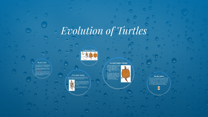 Evolution of Turtles by gem dan on Prezi