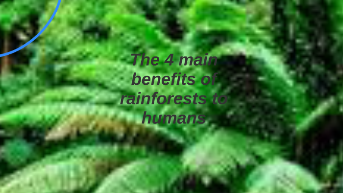 The 4 main benefits of rainforests to humans by Edward Okeefe on Prezi The 4 main benefits of rainforests to humans by Edward Okeefe on Prezi