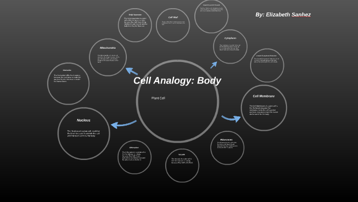 Cell Analogy Project: Plant Cell to Human Body by Elizabeth Sanchez on ...