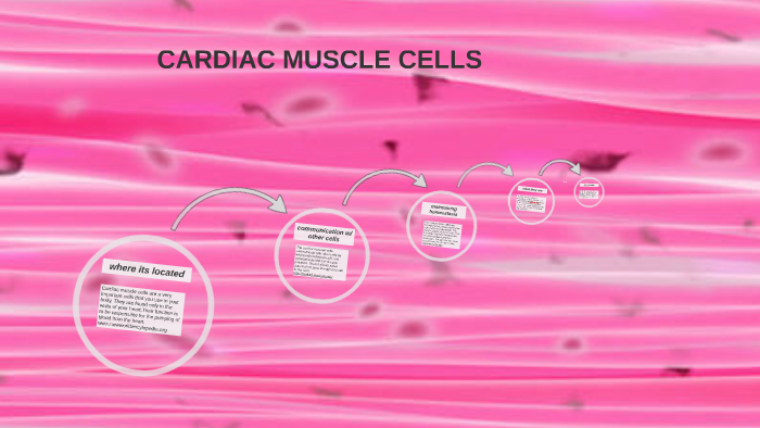 CARDIAC MUSCLE CELLS by nataly silva on Prezi