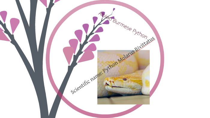 Albino Burmese Python by McKenzie Brown on Prezi