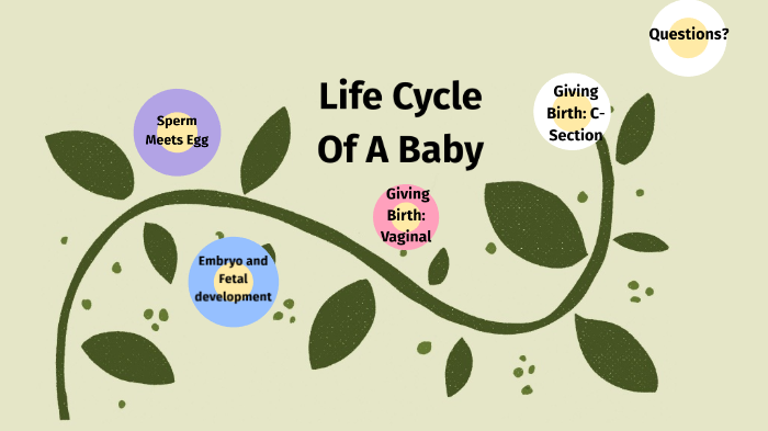 #2 Life Cycle Of A Baby by Violette Kore on Prezi