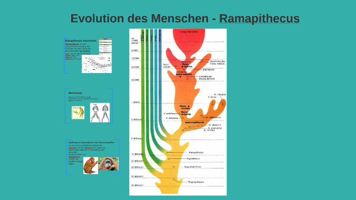 Evolution des Menschen - Ramapithecus by Px3d Y8o0 on Prezi