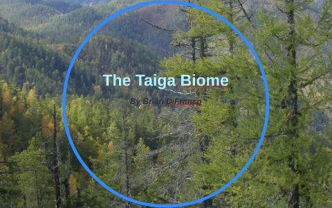 The Taiga Biome by Brian Difranco on Prezi