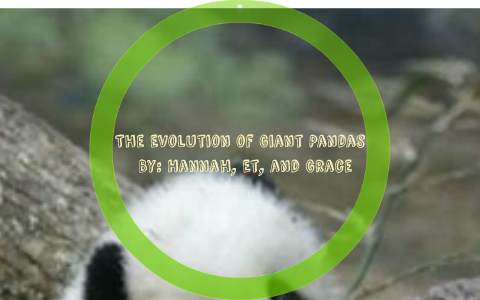 Evolution of Giant Pandas by Hannah Summers on Prezi