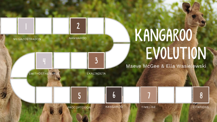 Kangaroo Evolution by maeve mcgee on Prezi