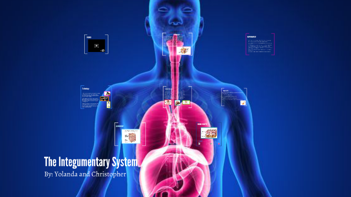 Integumentary System by Yolanda Miller on Prezi