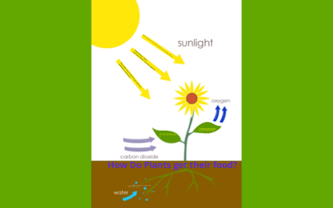 Photosynthesis 4th Grade by Patrice Cardamone on Prezi