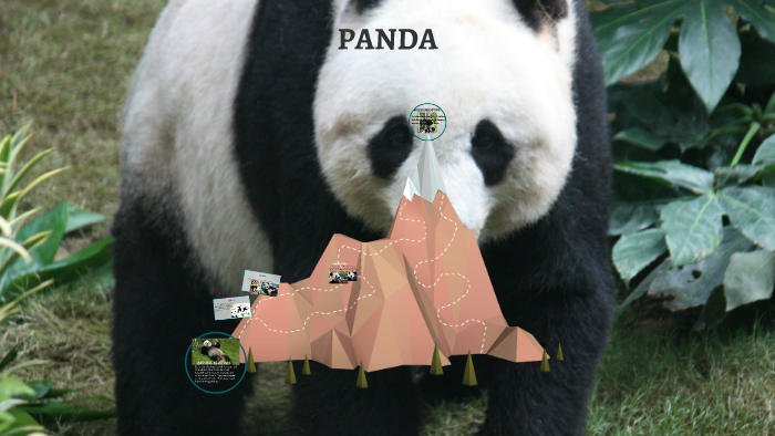 Panda Evolution by jalonte phillips