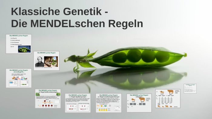 Mendelsche Regeln by Tom Engel on Prezi