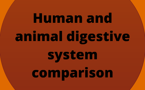 Digestive system comparison by michael stafford on Prezi