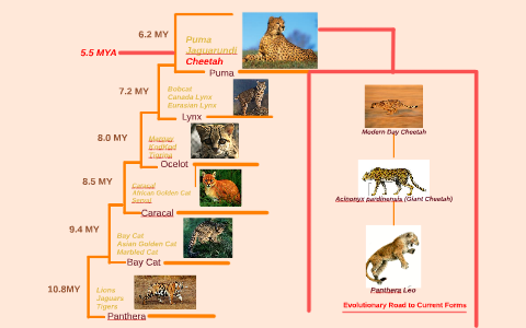 Evolution of the Cheetah by Hannah Joy Jumamoy on Prezi