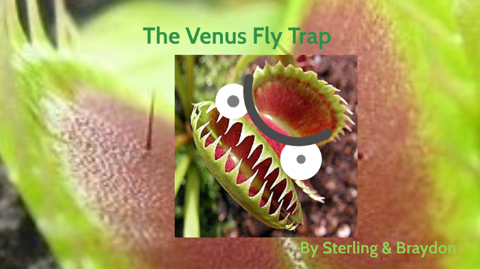 Spermatophyte - Eucalyptus tree by Sterling Collins on Prezi