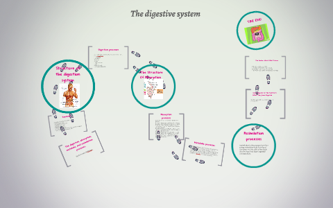 The digestion, absorption, metabolic and assimilation proces by ...