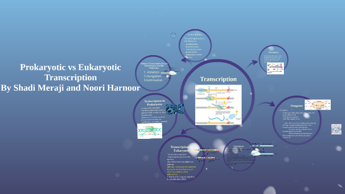 Prokaryotic vs Eukaryotic Transcription by harnoor kaur on Prezi