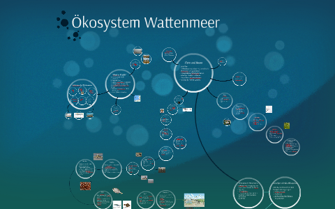 Ökosystem Wattenmeer by Mark Plumer on Prezi