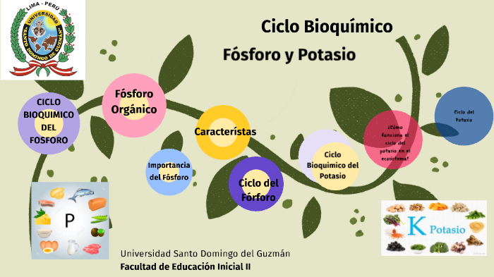 CICLO BIOQUÍMICOS DEL FÓSFORO Y POTASIO by Liz garay Bedon on Prezi