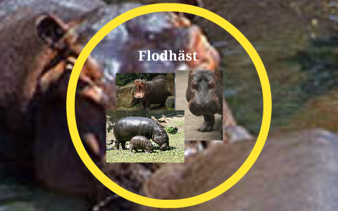 Flodhäst by ann andersson on Prezi