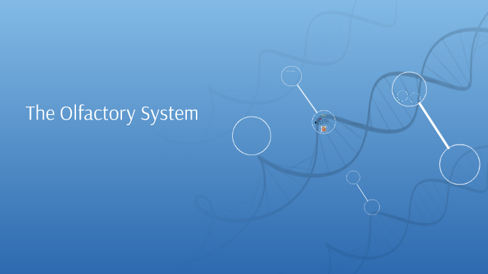 The Olfactory System by Claire Bothwell on Prezi