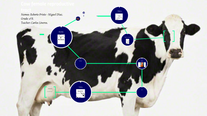 Cow female reproductive tract by Miguel Diaz Torrealba on Prezi