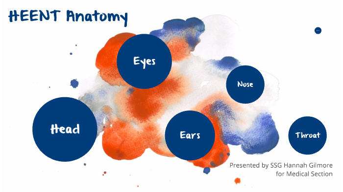 HEENT Anatomy by Hannah Gilmore on Prezi