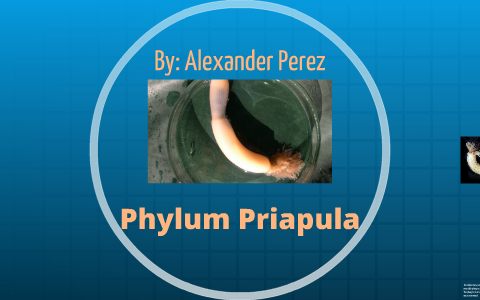 Phylum Priapula by Alexander Perez on Prezi