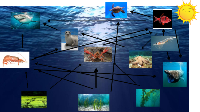 Food Web Project by STEVEN TRAN on Prezi