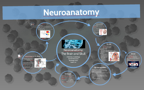 Neuroanatomy by on Prezi