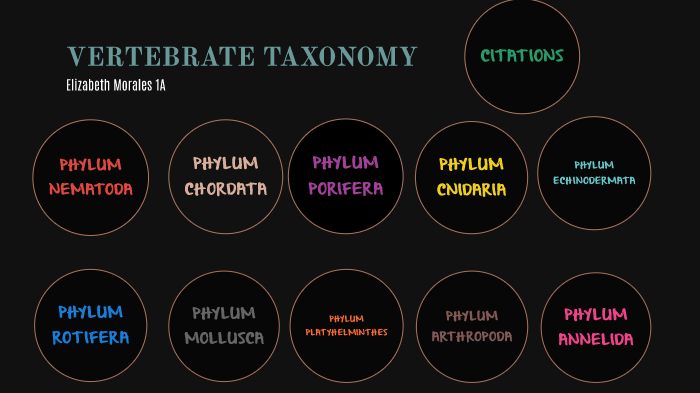 VERTEBRATE TAXONOMY by Elizabeth Morales on Prezi