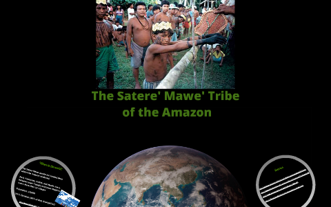 The Satere' Mawe' Rite of Passage by Kayla Guttery on Prezi